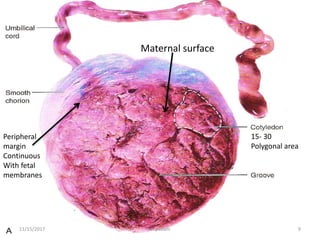Placenta | PPT