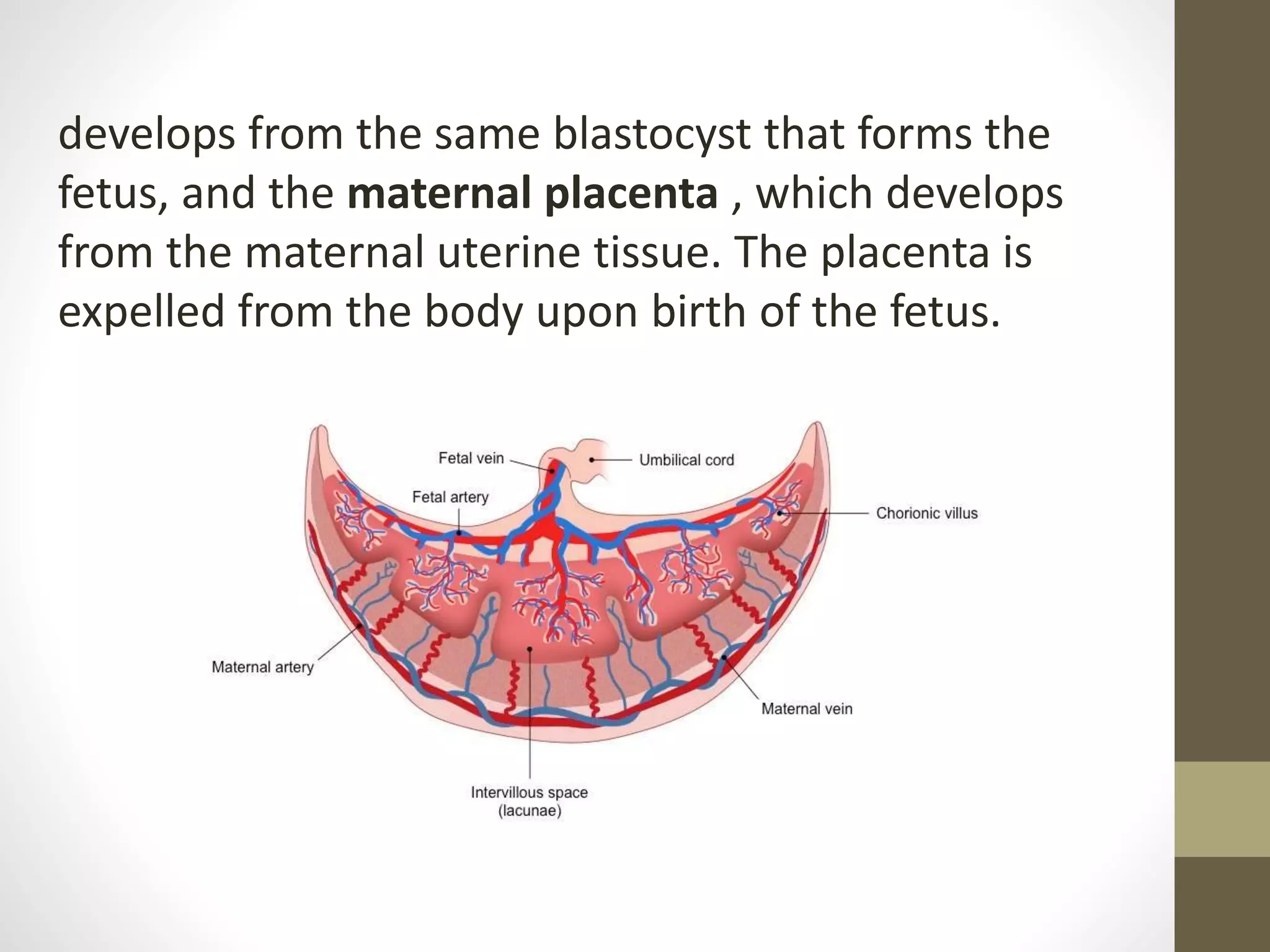 Placenta | PPTX