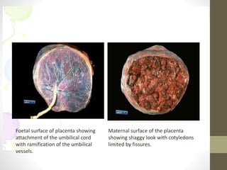 Placenta | PPTX