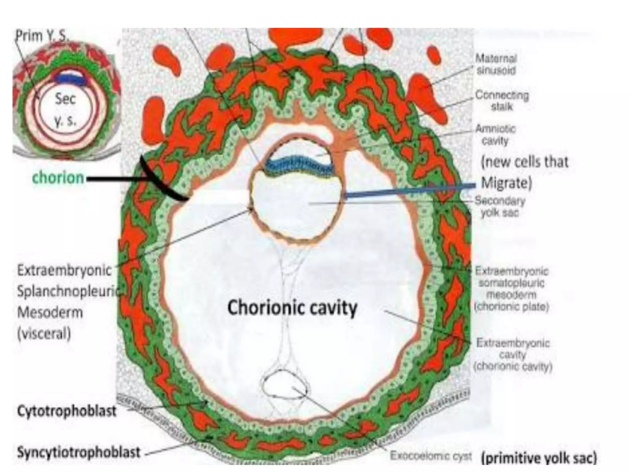 Placenta development and its abnormalities | PPTX