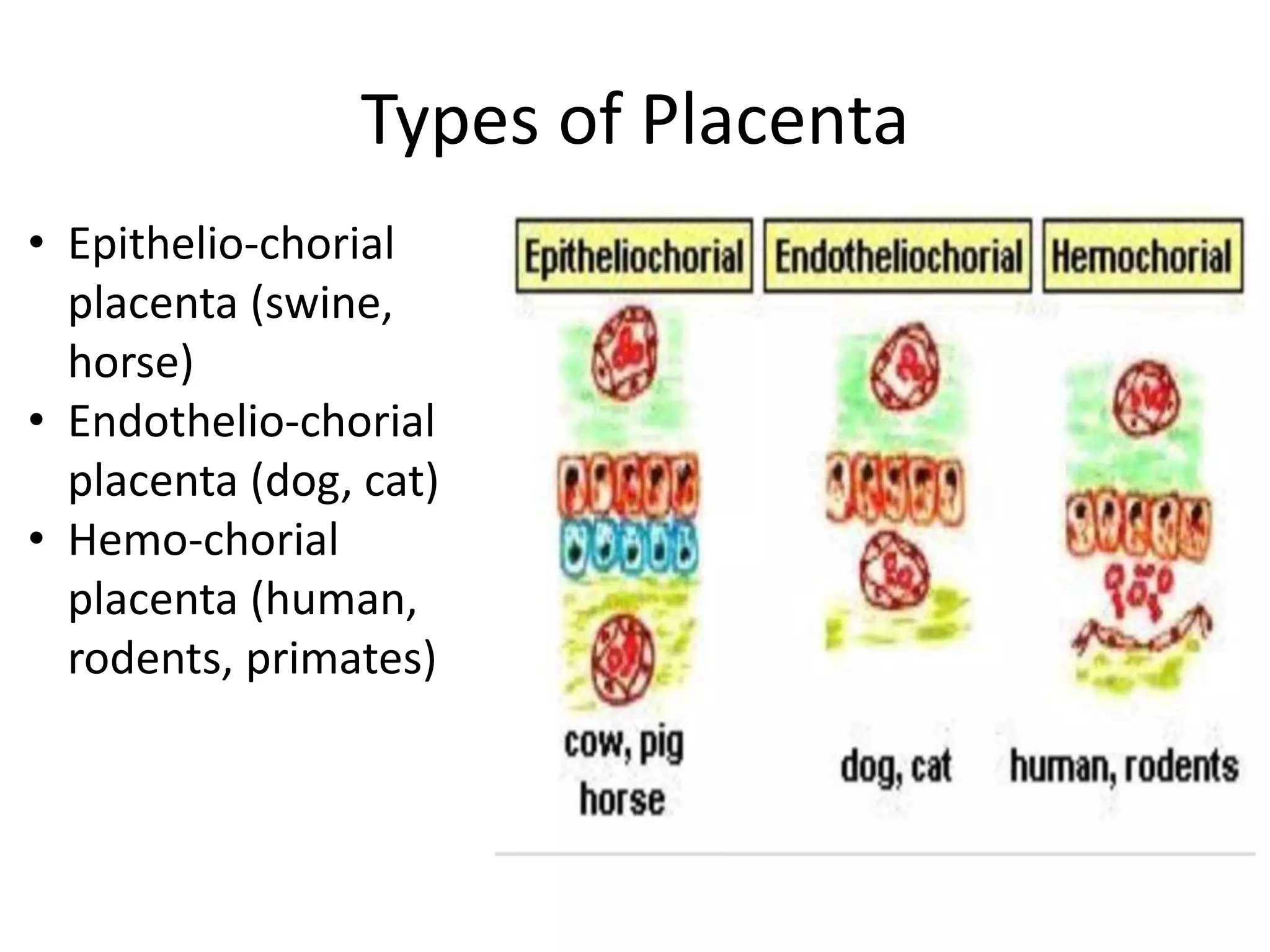 Placenta development and its abnormalities | PPTX