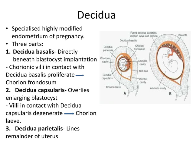 Placenta development and its abnormalities | PPTX | Pregnancy ...