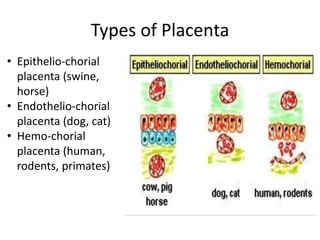 Placenta development and its abnormalities | PPTX