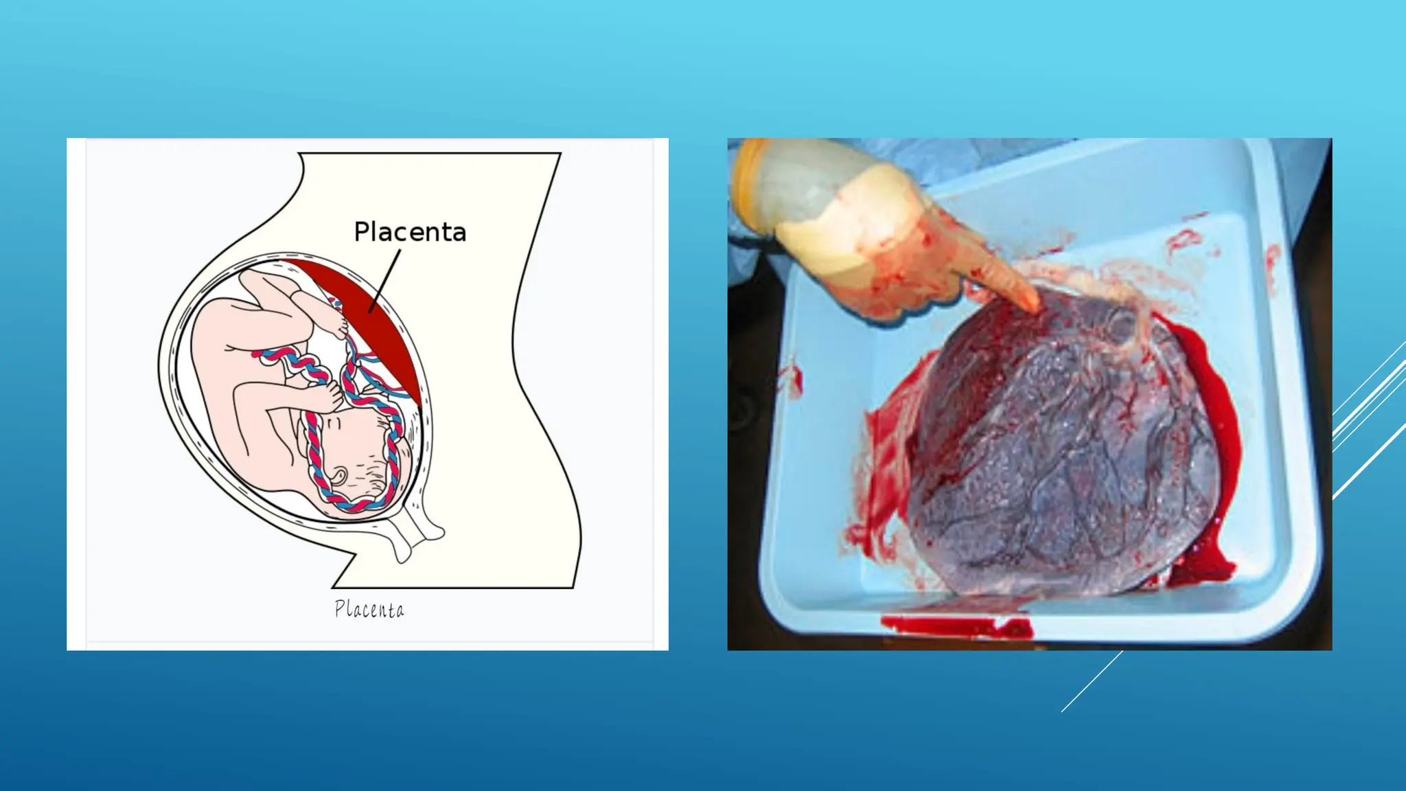 powerpoint presentation on placenta-2.pdf