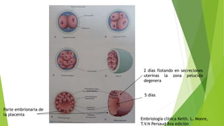 Placenta | PPTX