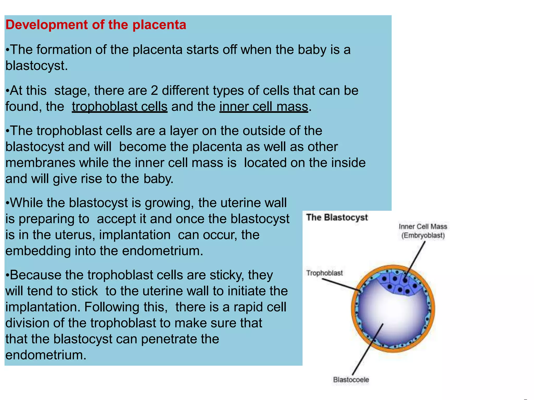 Placenta | PPT