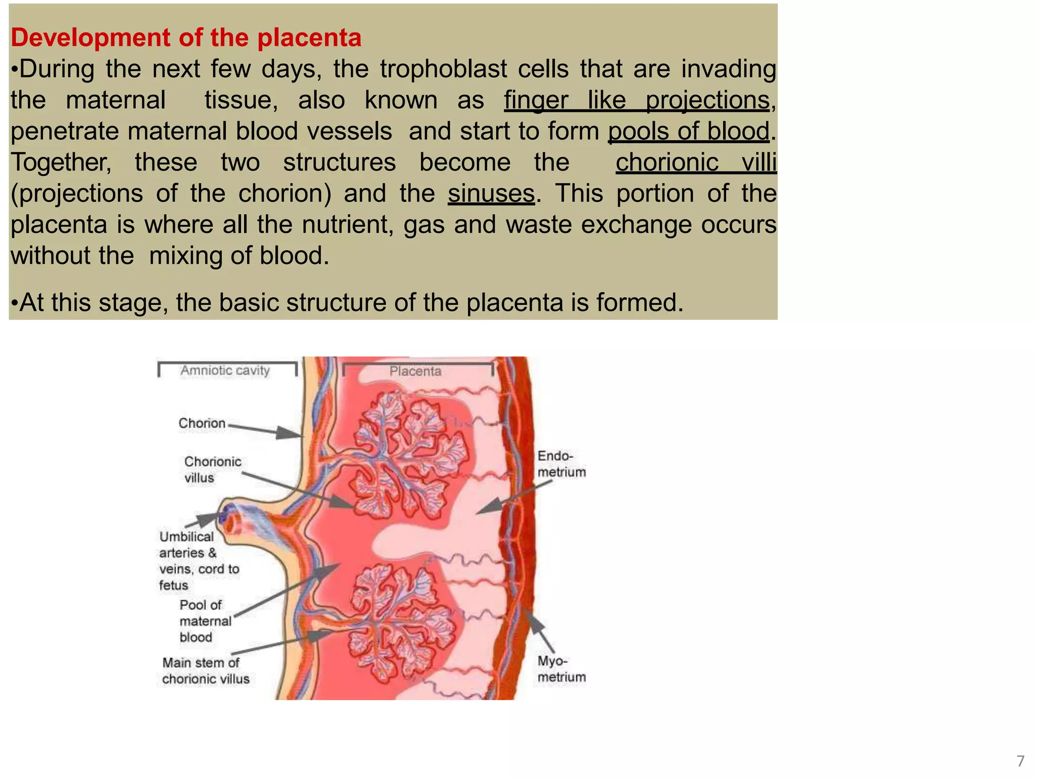 Placenta | PPT