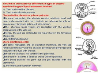 Placenta | PPT
