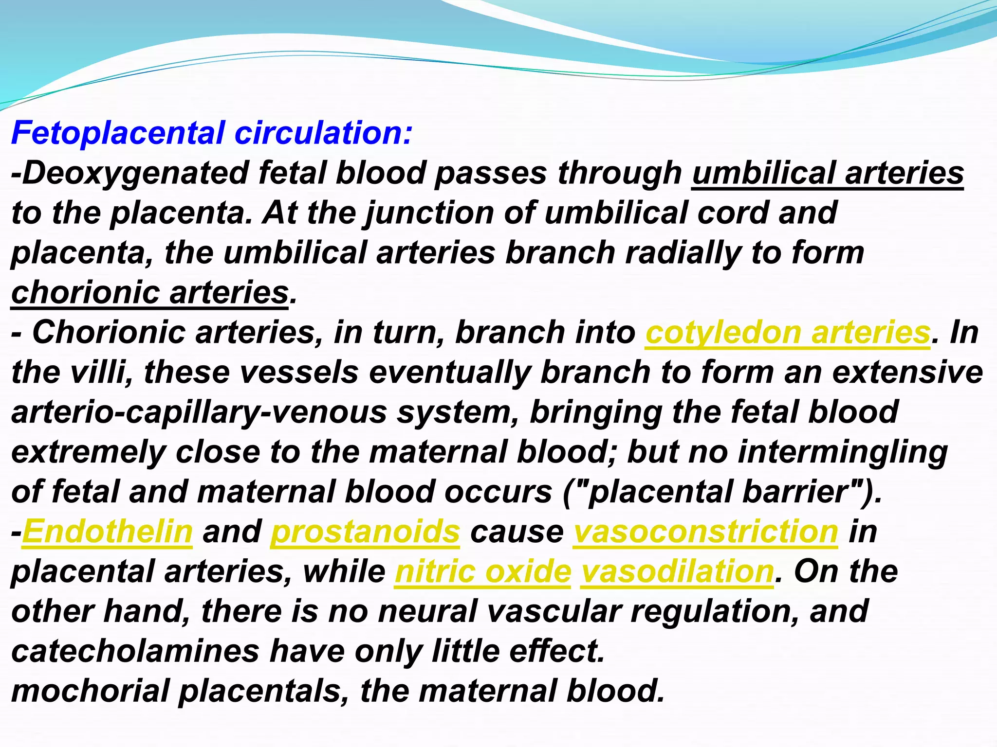 placenta.ppt
