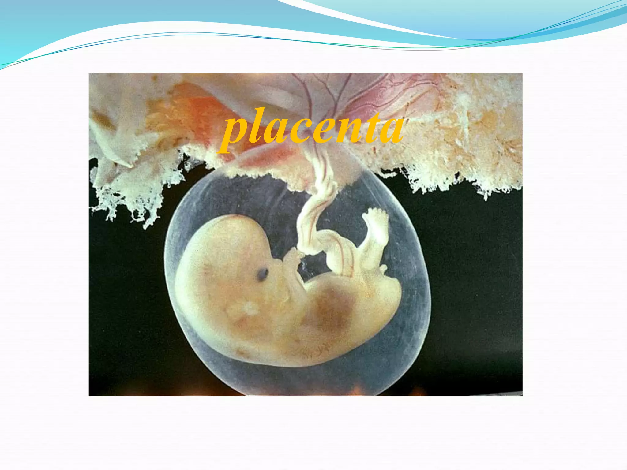 placenta.ppt