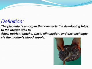 placenta.ppt
