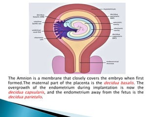 PLACENTA.pptx
