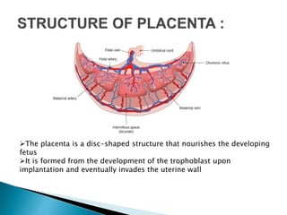 PLACENTA.pptx