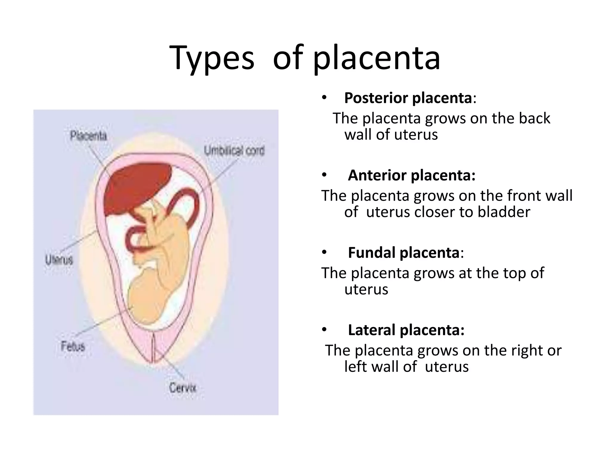 Placenta.ppt