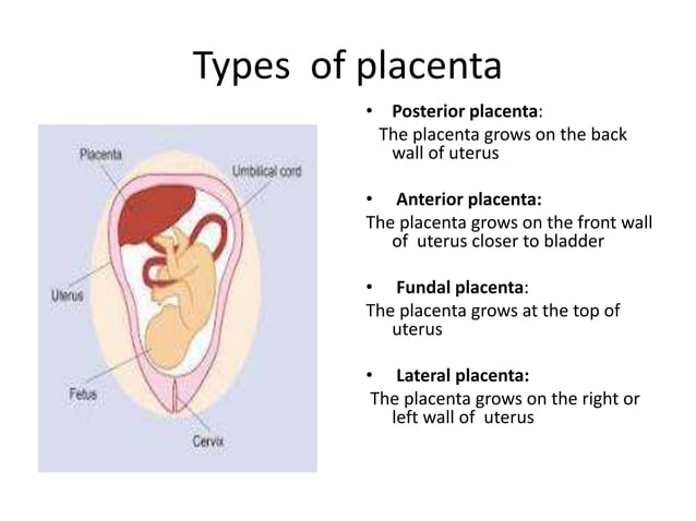 Placenta.ppt