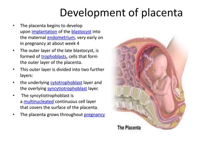 Placenta.ppt
