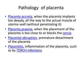 Placenta.ppt