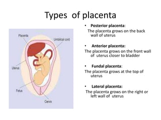Placenta.ppt