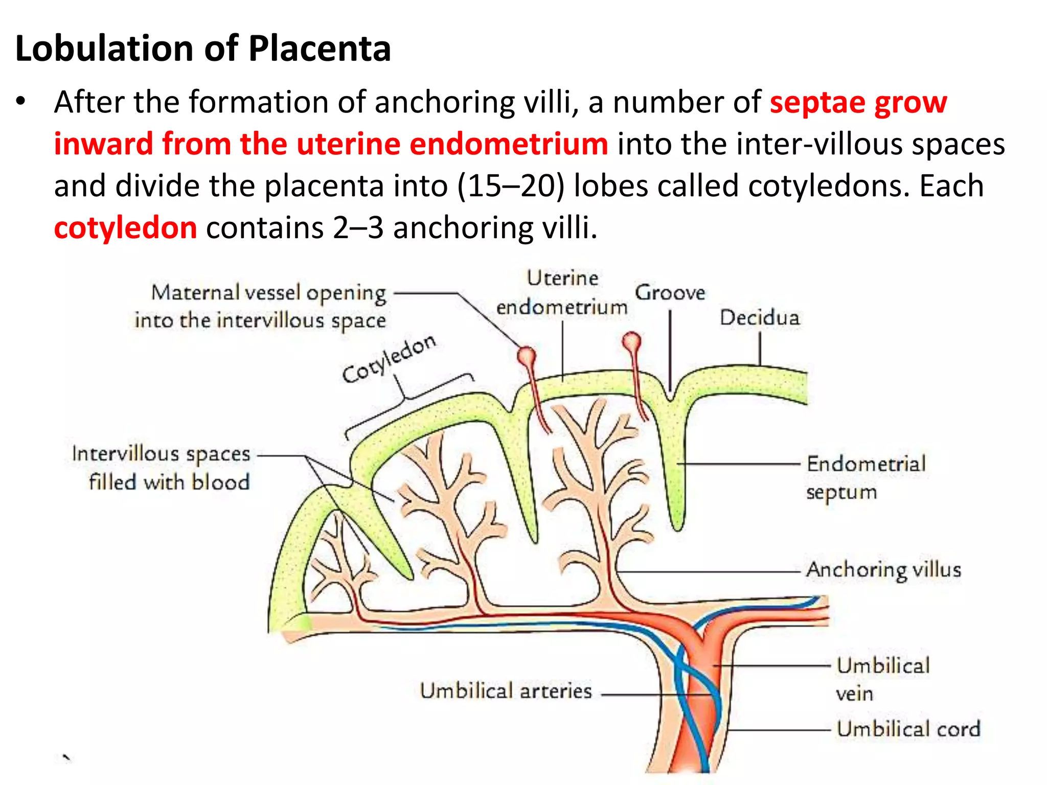 @~PLACENTA.ppt