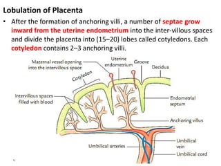 @~PLACENTA.ppt