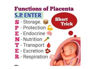 Placenta- it's structure, development and functions. Normal placenta | PPT