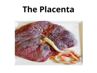 Placenta- it's structure, development and functions. Normal placenta | PPT