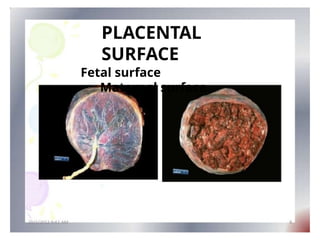 Placenta- it's structure, development and functions. Normal placenta | PPTX