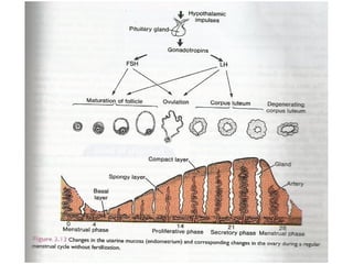 placenta and its types plus positions.pptx