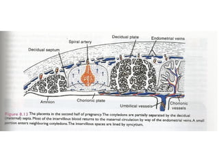 placenta and its types plus positions.pptx