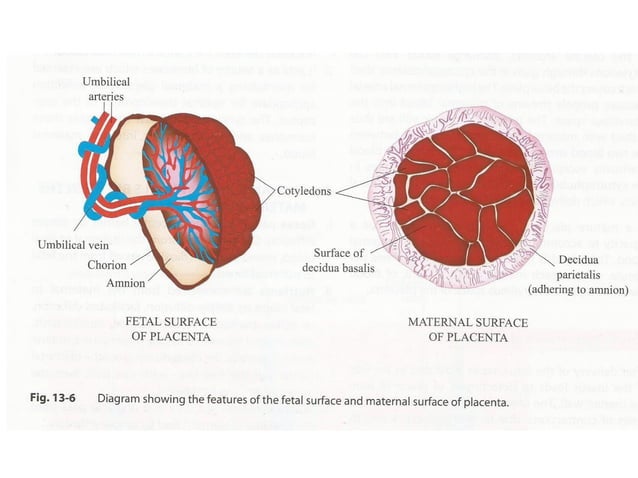 placenta and its types plus positions.pptx