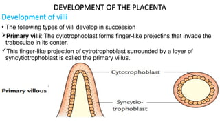 Embryological Development of the Placenta | PPTX