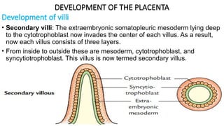 Embryological Development of the Placenta | PPTX