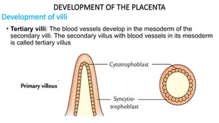 Embryological Development of the Placenta | PPTX