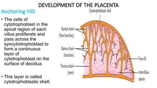 Embryological Development of the Placenta | PPTX