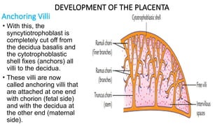 Embryological Development of the Placenta | PPTX