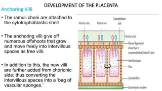 Embryological Development of the Placenta | PPTX