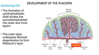 Embryological Development of the Placenta | PPTX