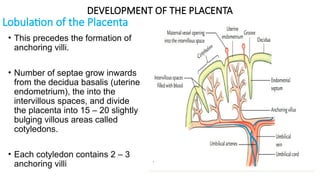 Embryological Development of the Placenta | PPTX