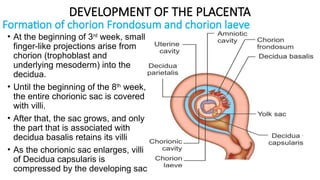 Embryological Development of the Placenta | PPTX