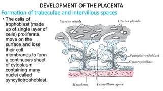 Embryological Development of the Placenta | PPTX