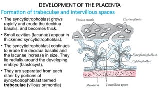Embryological Development of the Placenta | PPTX