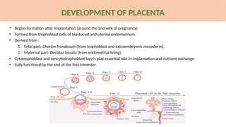 PLACENTA mammal nutritional tissue .pptx