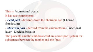 Comprehensive Overview of Placenta Formation, Structure, and Function ...