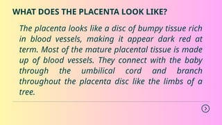 the placenta-and-fetal-support of human rep.pptx