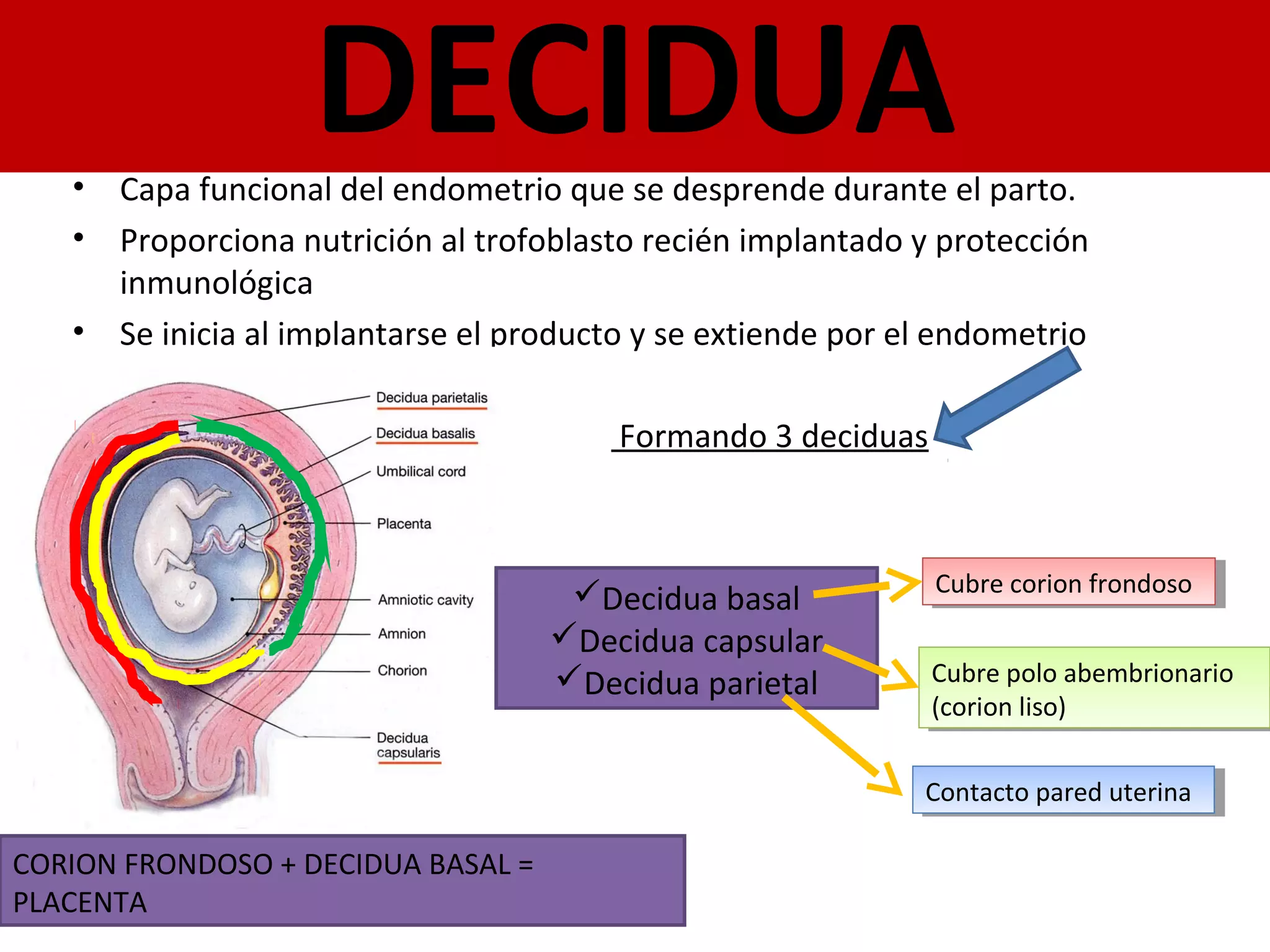Placenta humana, anatomia, fisiologia y todo lo que deben saber | PPT ...