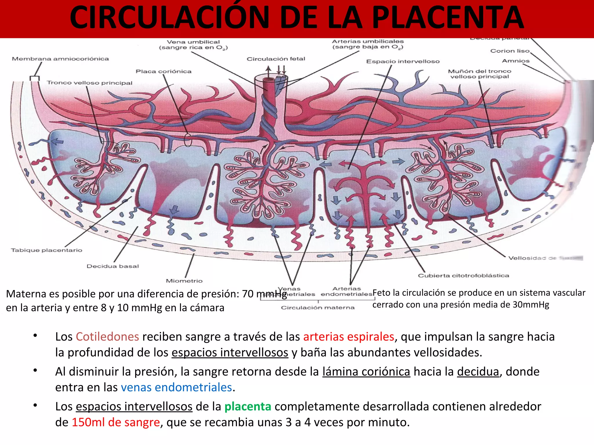 Placenta humana, anatomia, fisiologia y todo lo que deben saber | PPT ...