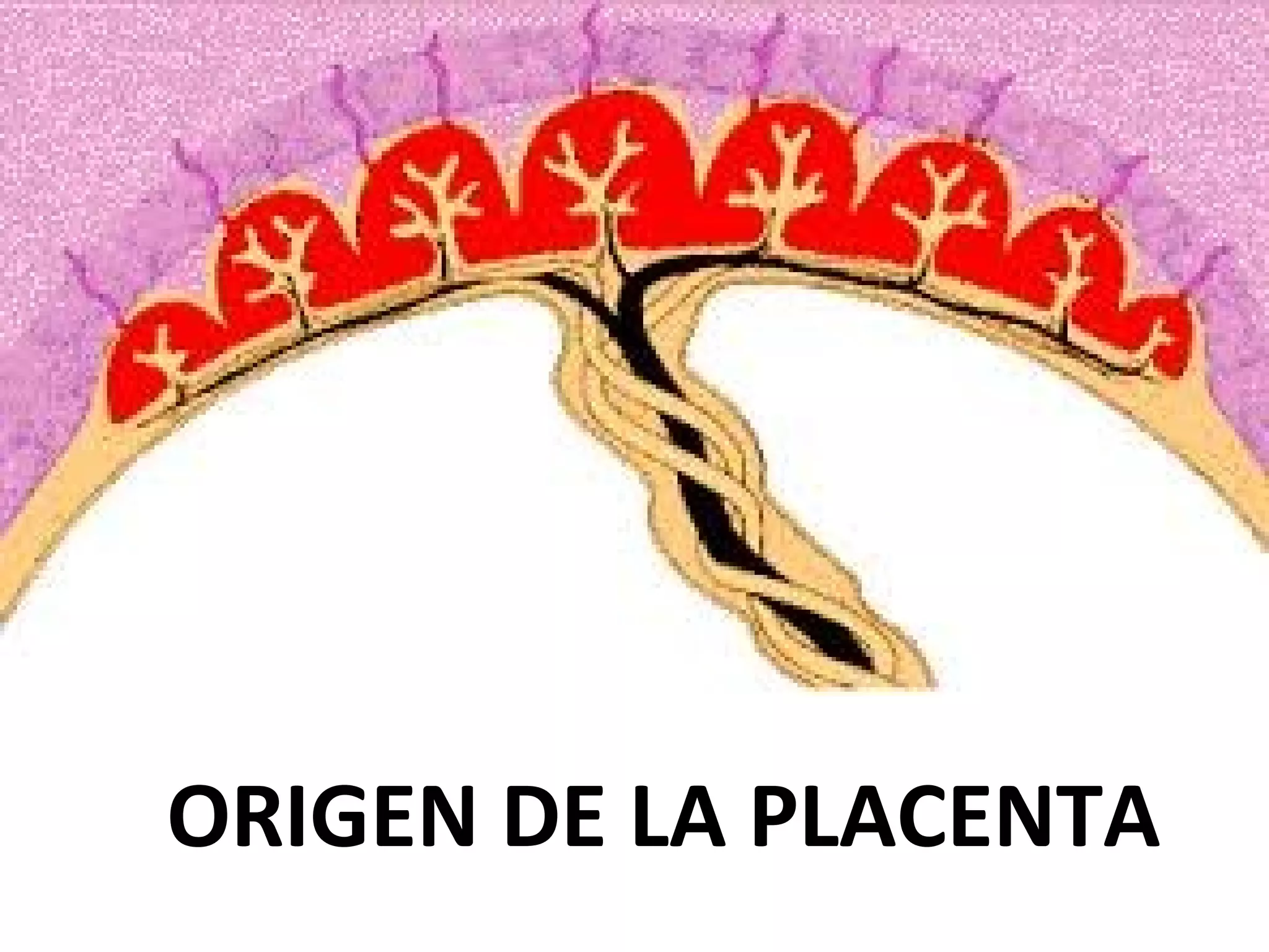 Placenta humana, anatomia, fisiologia y todo lo que deben saber | PPT ...