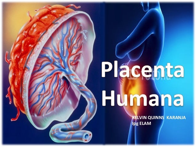 Diagrama De Placenta Humana