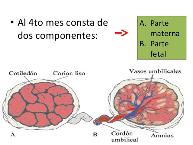 Placenta humana, anatomia, fisiologia y todo lo que deben saber
