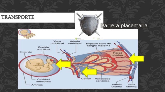 Placenta